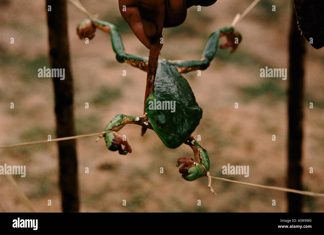 PERU: A FROG STRETCHED TO EXTRACT ITS POISON USED TO INDUCE RITUAL ...