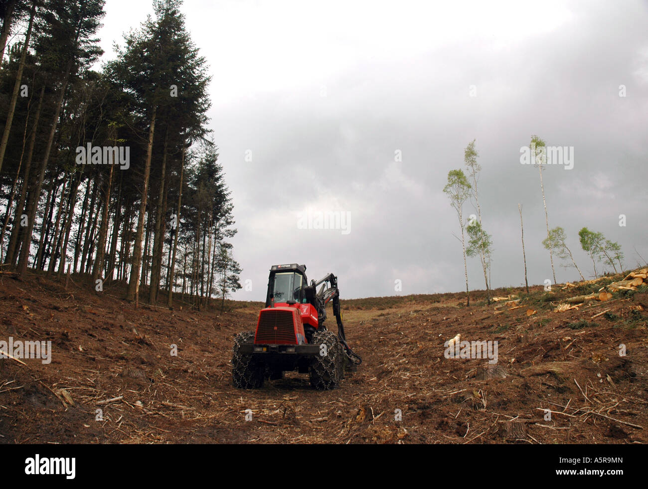 Deforestation (forest management) in the New Forest, England, UK Stock ...