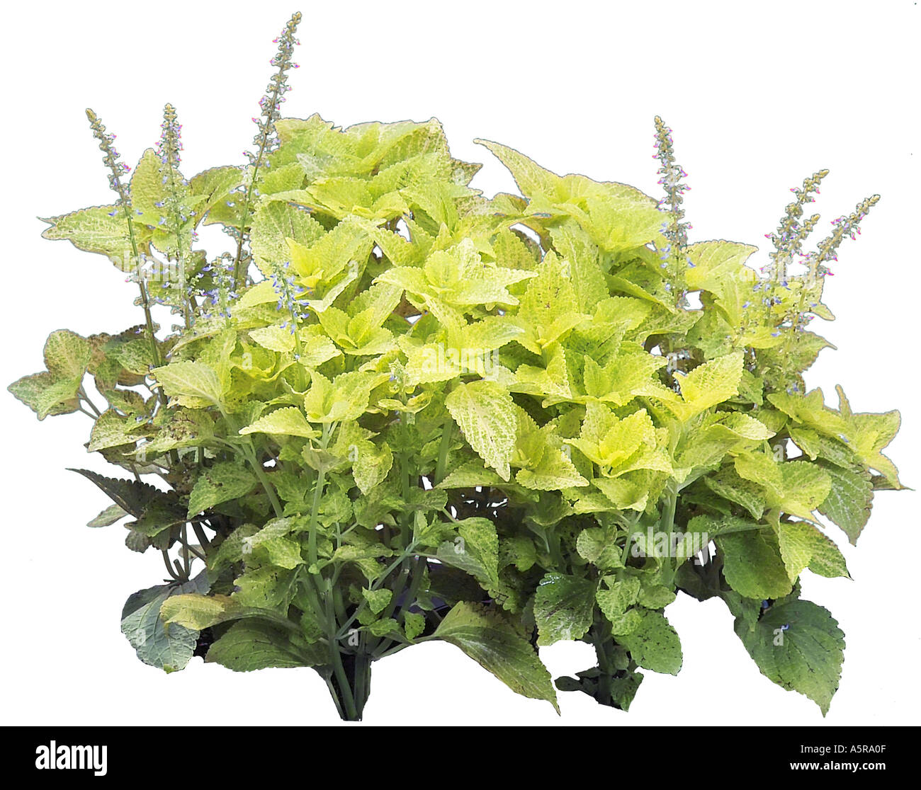 Coleus lamiaceae painted nettle plant Stock Photo - Alamy