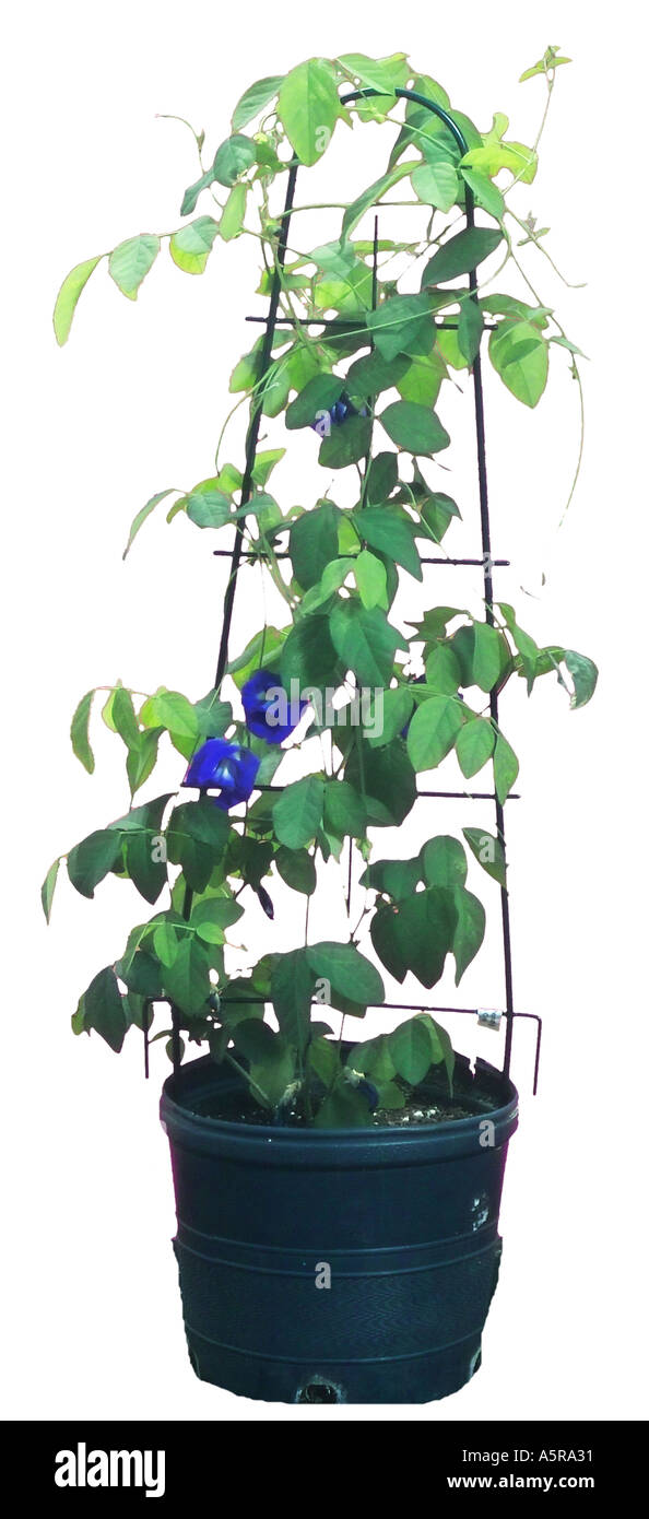 Morning Glory tall Pot Stock Photo - Alamy