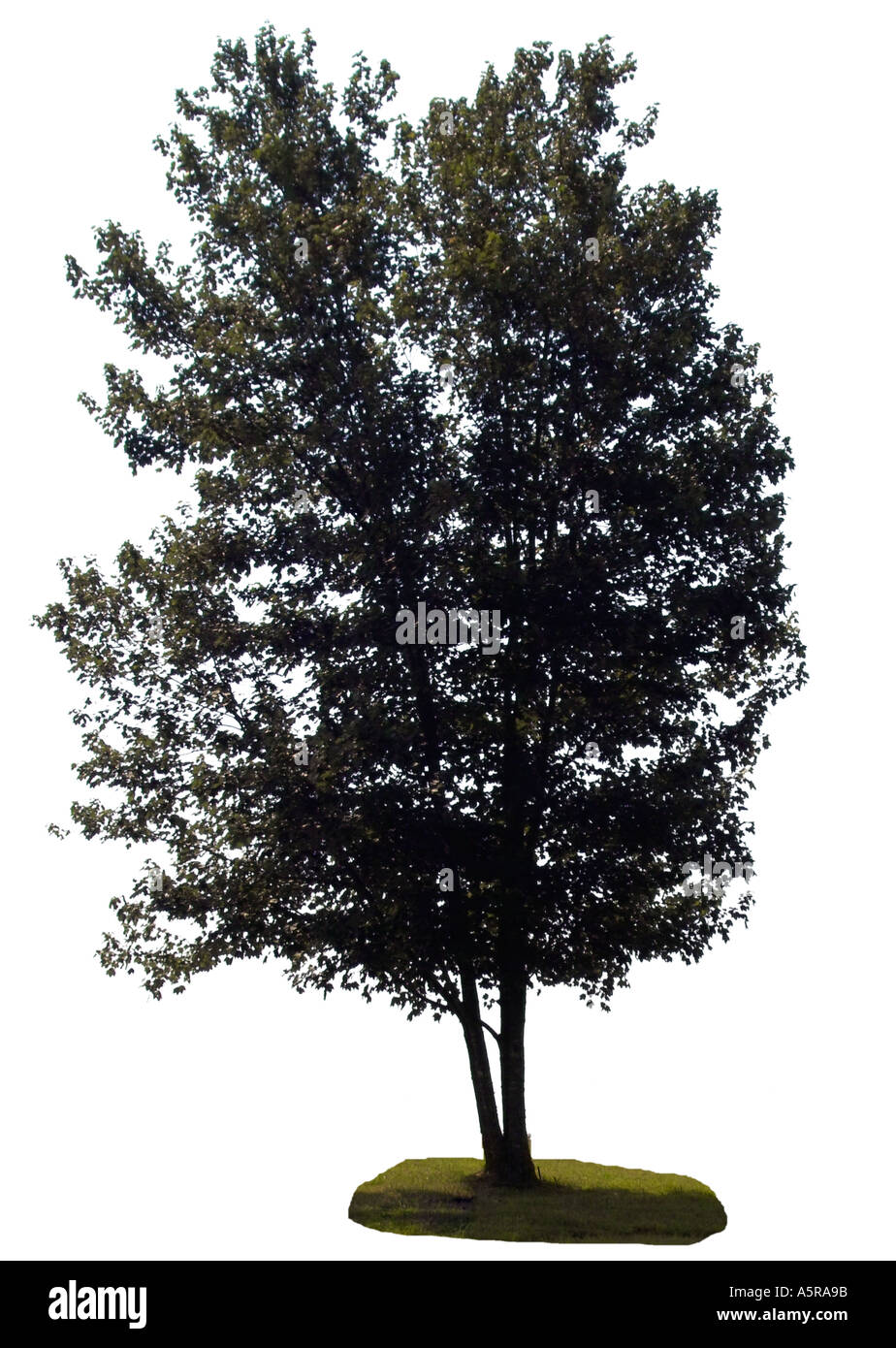 Maple tree small Stock Photo - Alamy