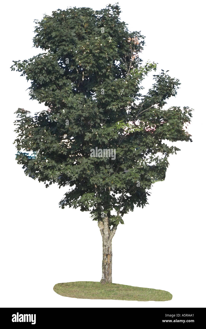 Oak tree small Stock Photo - Alamy