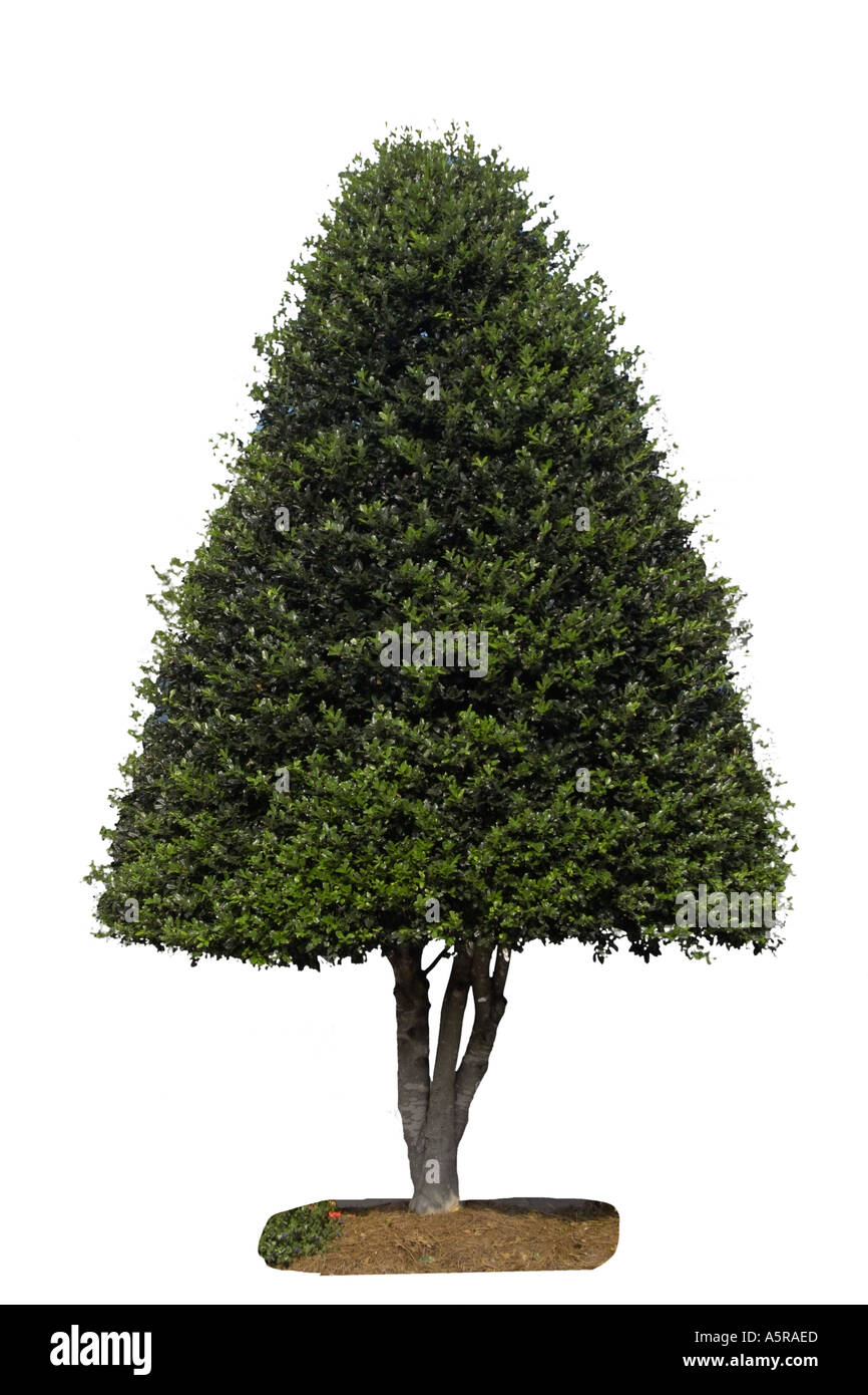 Small Tree Topiary at Alonzo Caraway blog