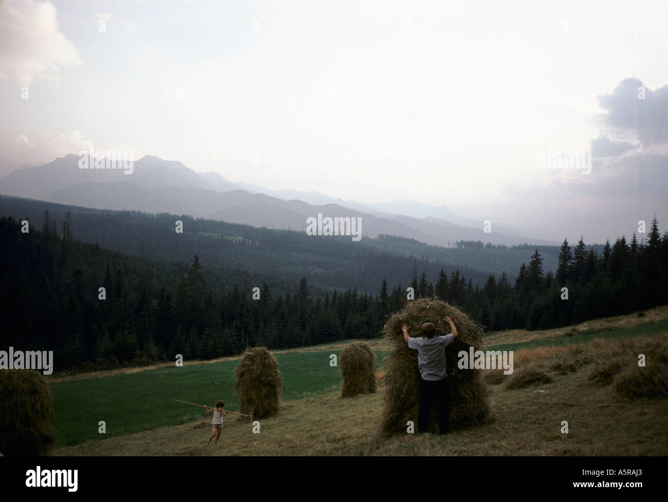 CHILD USING RAKE MAN USING HANDS COLLECTING HAY INTO STACKS IN FIELD IN ...
