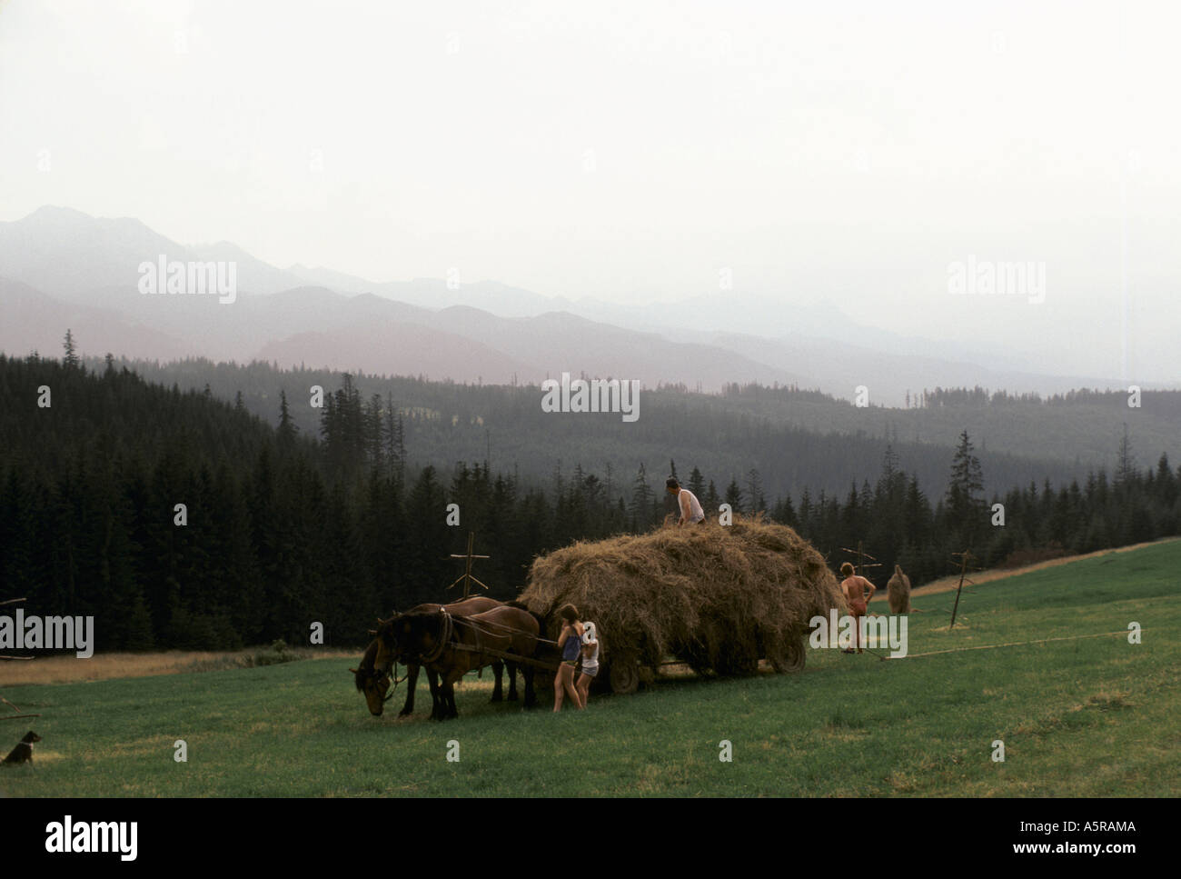 MEN AND CHILDREN COLLECTING HAY ONTO HORSE DRAWN WAGON IN THE TATRA ...