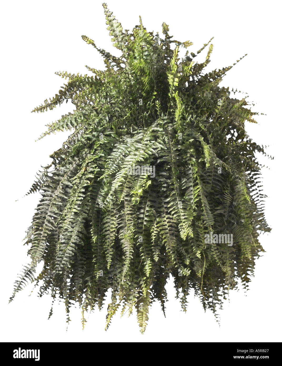Fancy fern hi-res stock photography and images - Alamy
