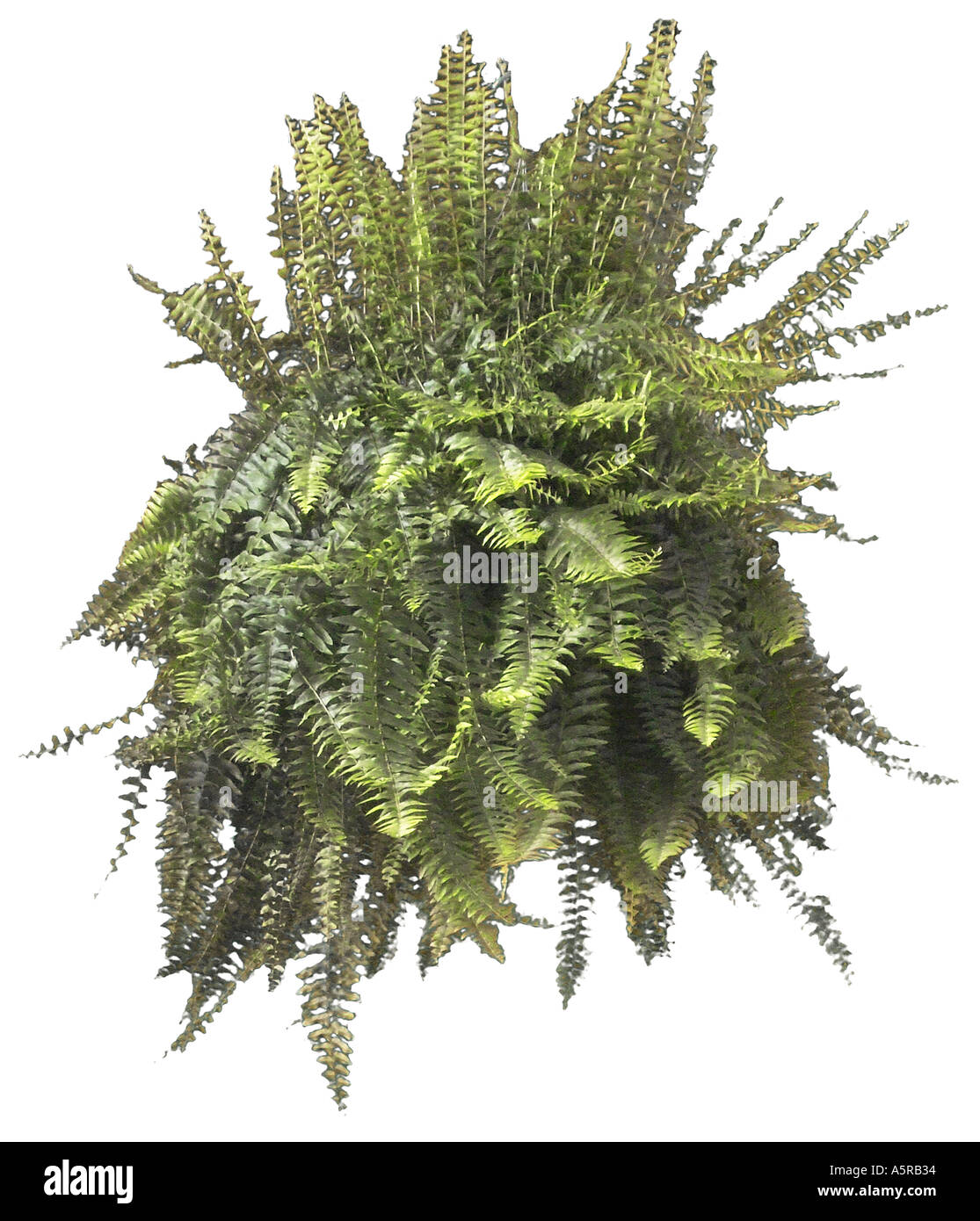 Fancy fern hi-res stock photography and images - Alamy
