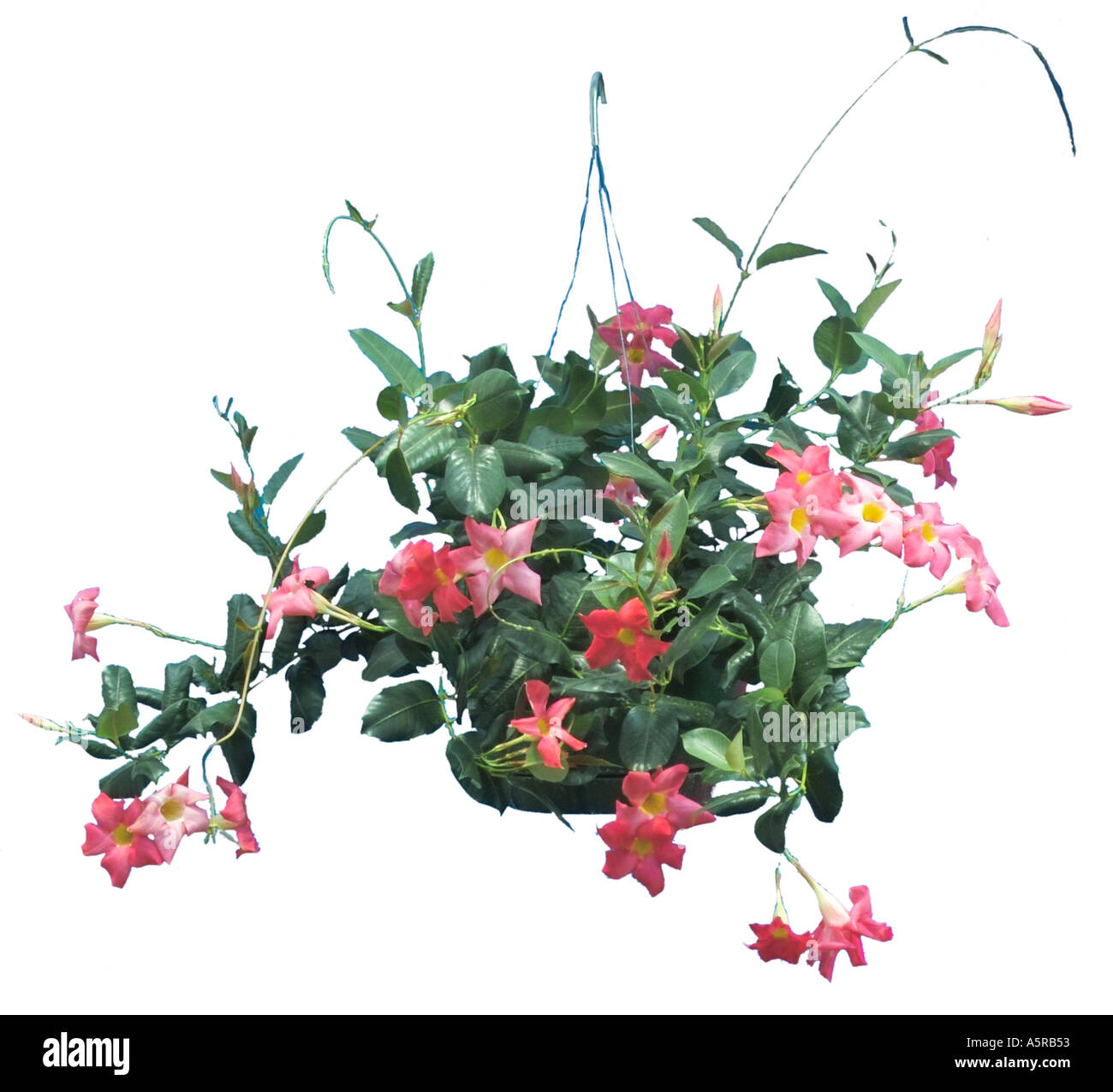 Hanging plant Dipladenia Stock Photo - Alamy