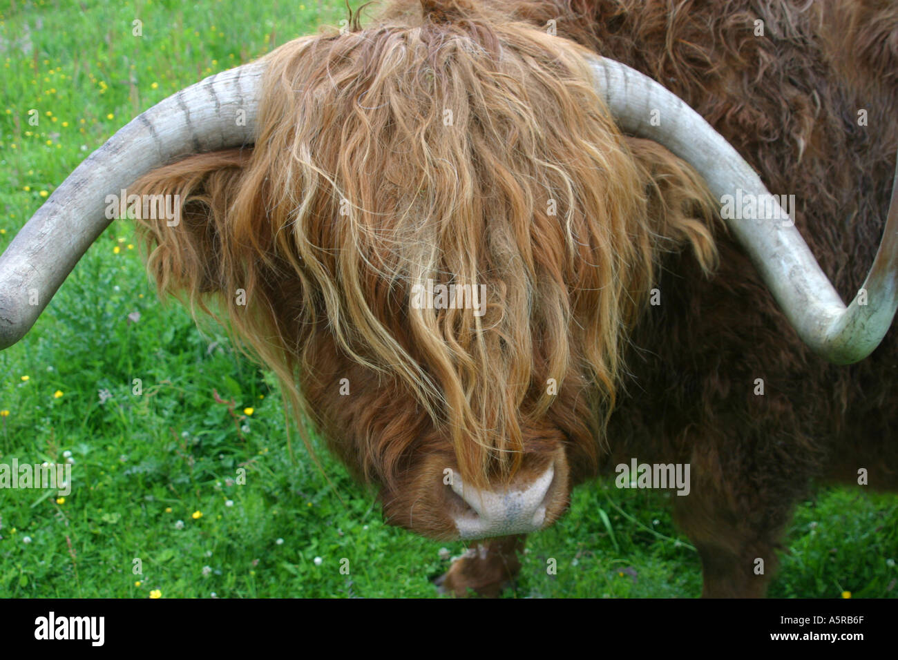 Close up of Highland cows face and head with horns Stock Photo - Alamy