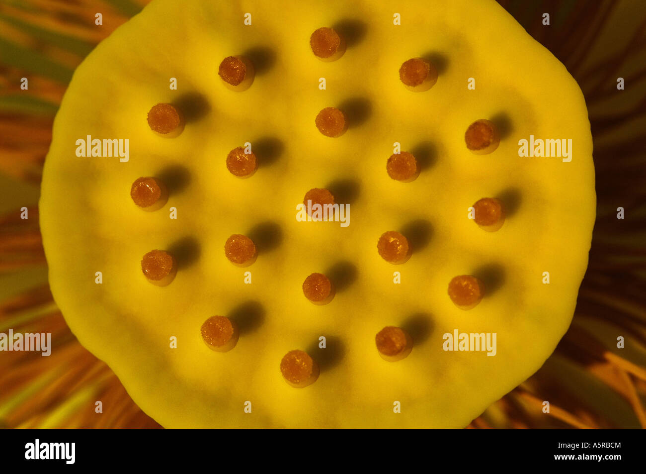 Closeup of flower centre Stock Photo - Alamy