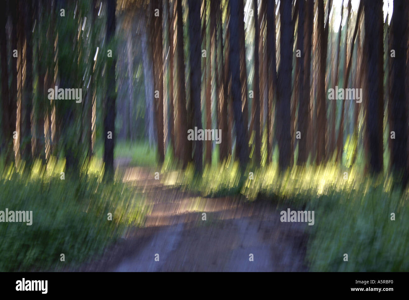 Forest movement hi-res stock photography and images - Alamy