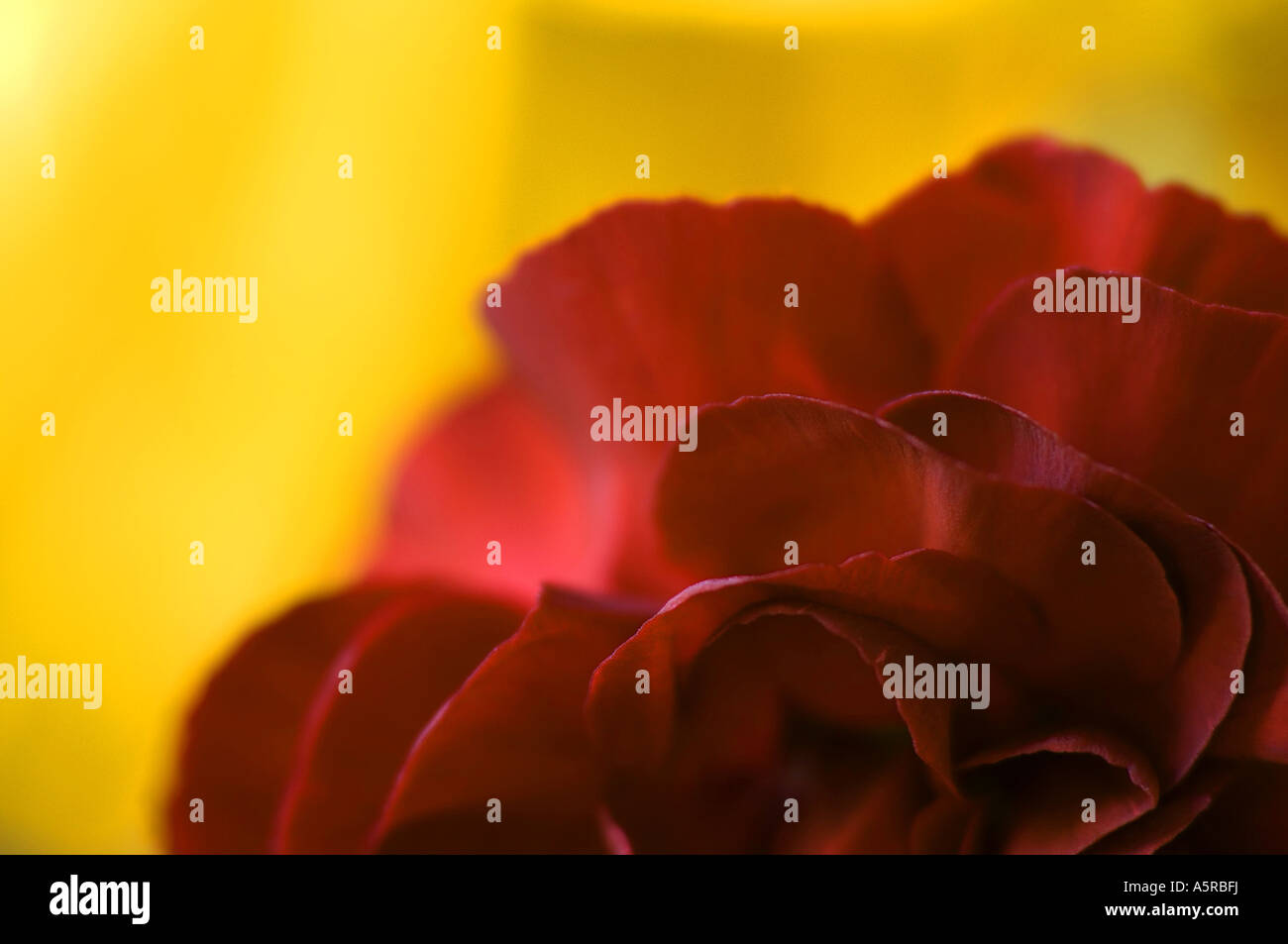 Detailed view of rose Stock Photo - Alamy