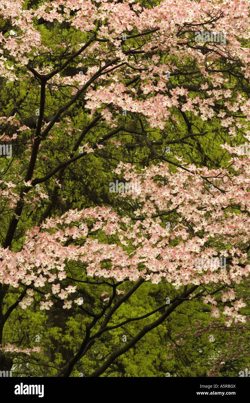 Tree in bloom Stock Photo - Alamy