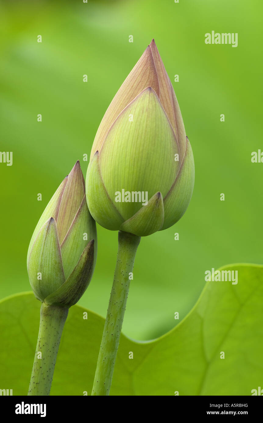 Closeup of tulip buds Stock Photo - Alamy