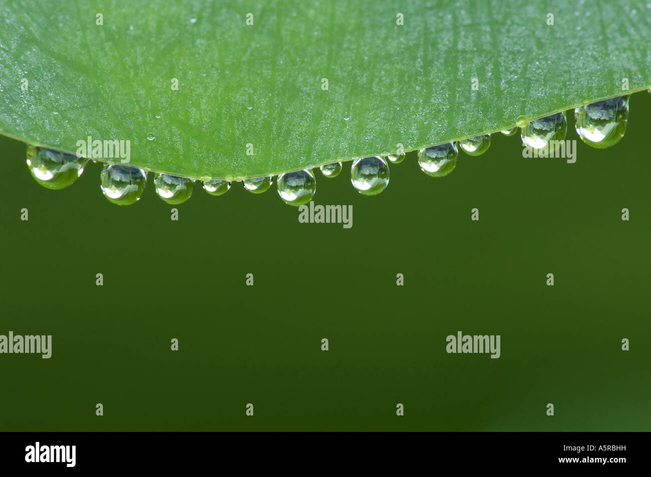 Water droplets on leaf Stock Photo - Alamy