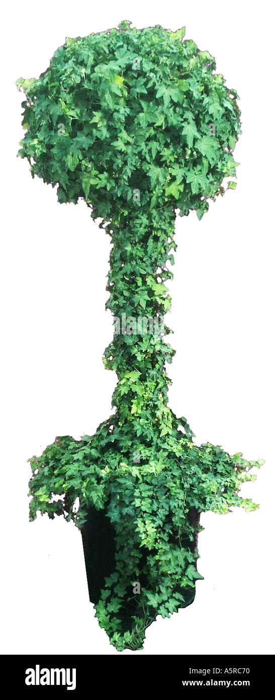 tall sculpted topiary tree Stock Photo - Alamy