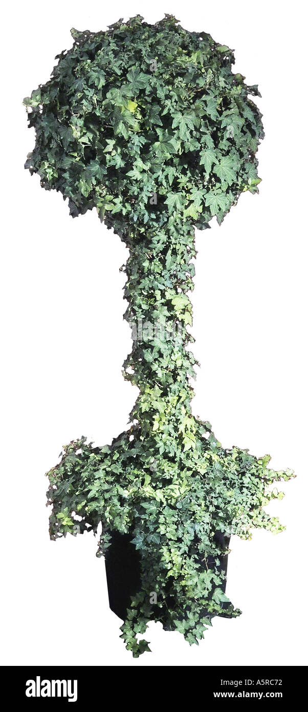 tall sculpted topiary tree Stock Photo - Alamy