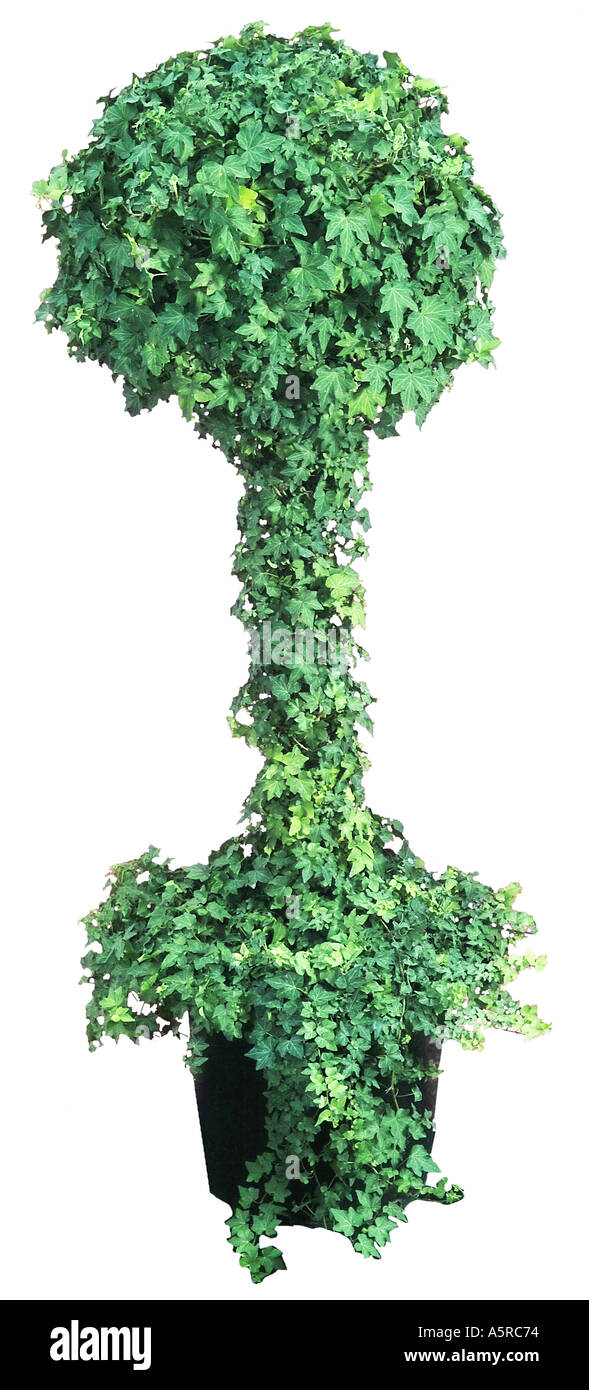 tall sculpted topiary tree Stock Photo - Alamy