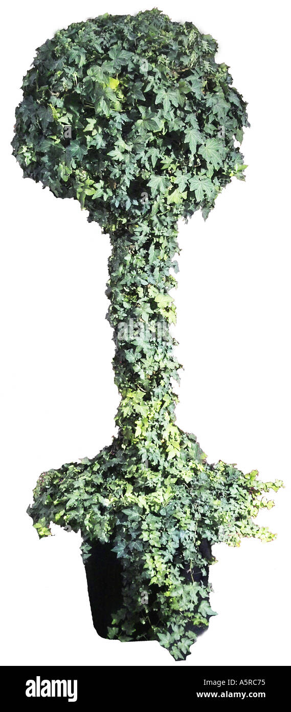 tall sculpted topiary tree Stock Photo - Alamy