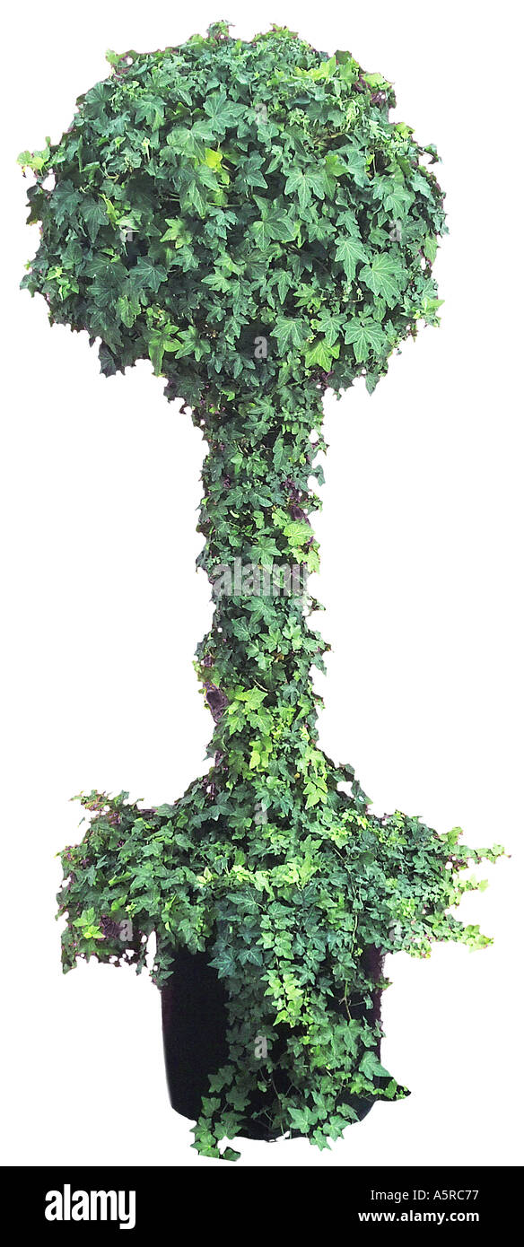 tall sculpted topiary tree Stock Photo - Alamy