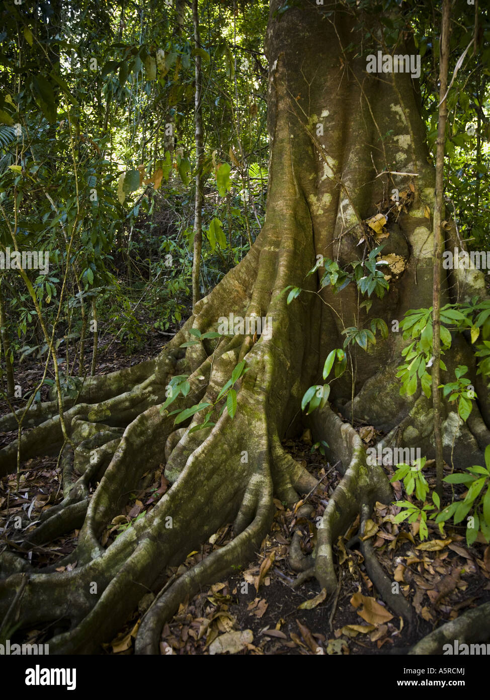 Close up of roots of a tree in the forest Stock Photo - Alamy