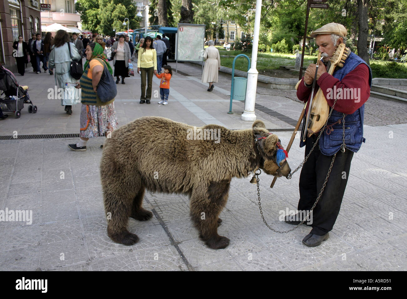 Balkan bear hi-res stock photography and images - Alamy