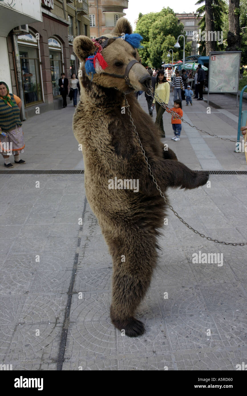 Balkan bear hi-res stock photography and images - Alamy