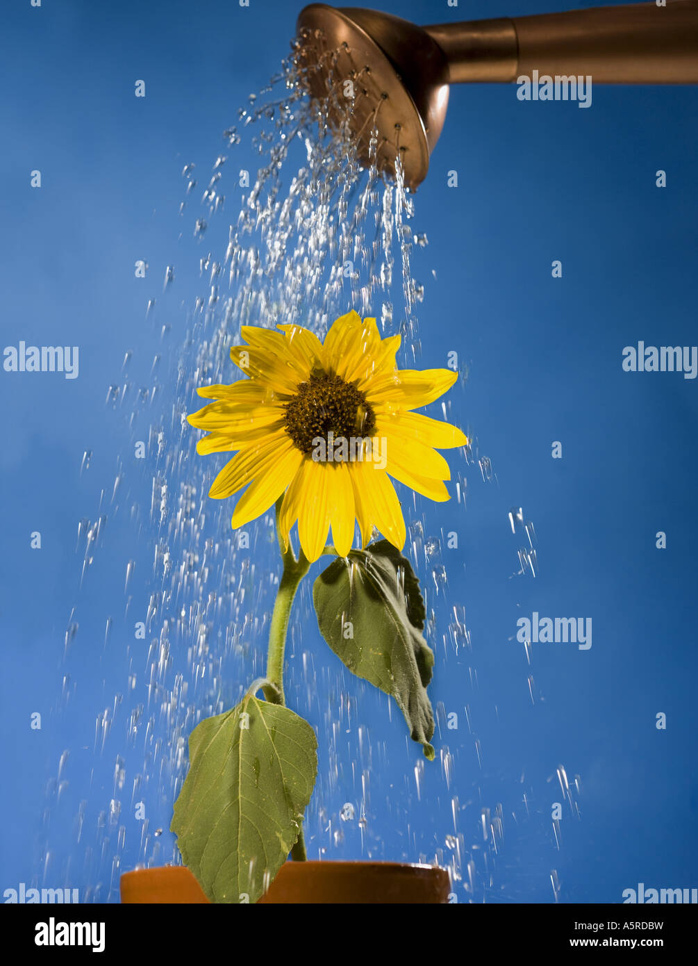 Flower being watered close up hi-res stock photography and images - Alamy