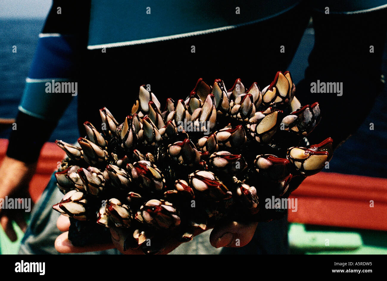 GALICIAN FISHING INDUSTRY, "PERCEBES" HIGHLY PRIZED CRUSTACEANS ARE ...