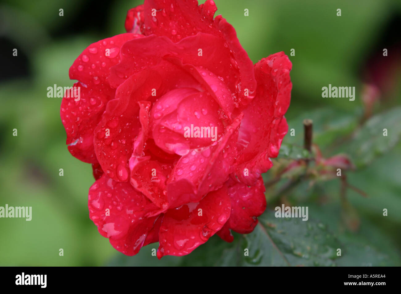 Horizontal Rose Stock Photo - Alamy