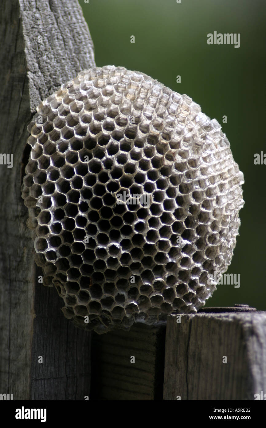 Wild animals and insects hi-res stock photography and images - Alamy