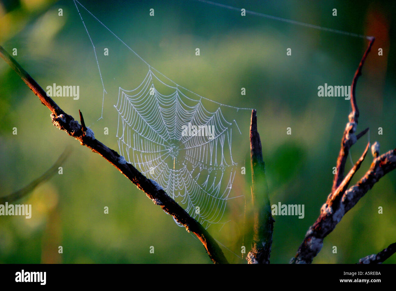 Horizontal Spider web Stock Photo - Alamy