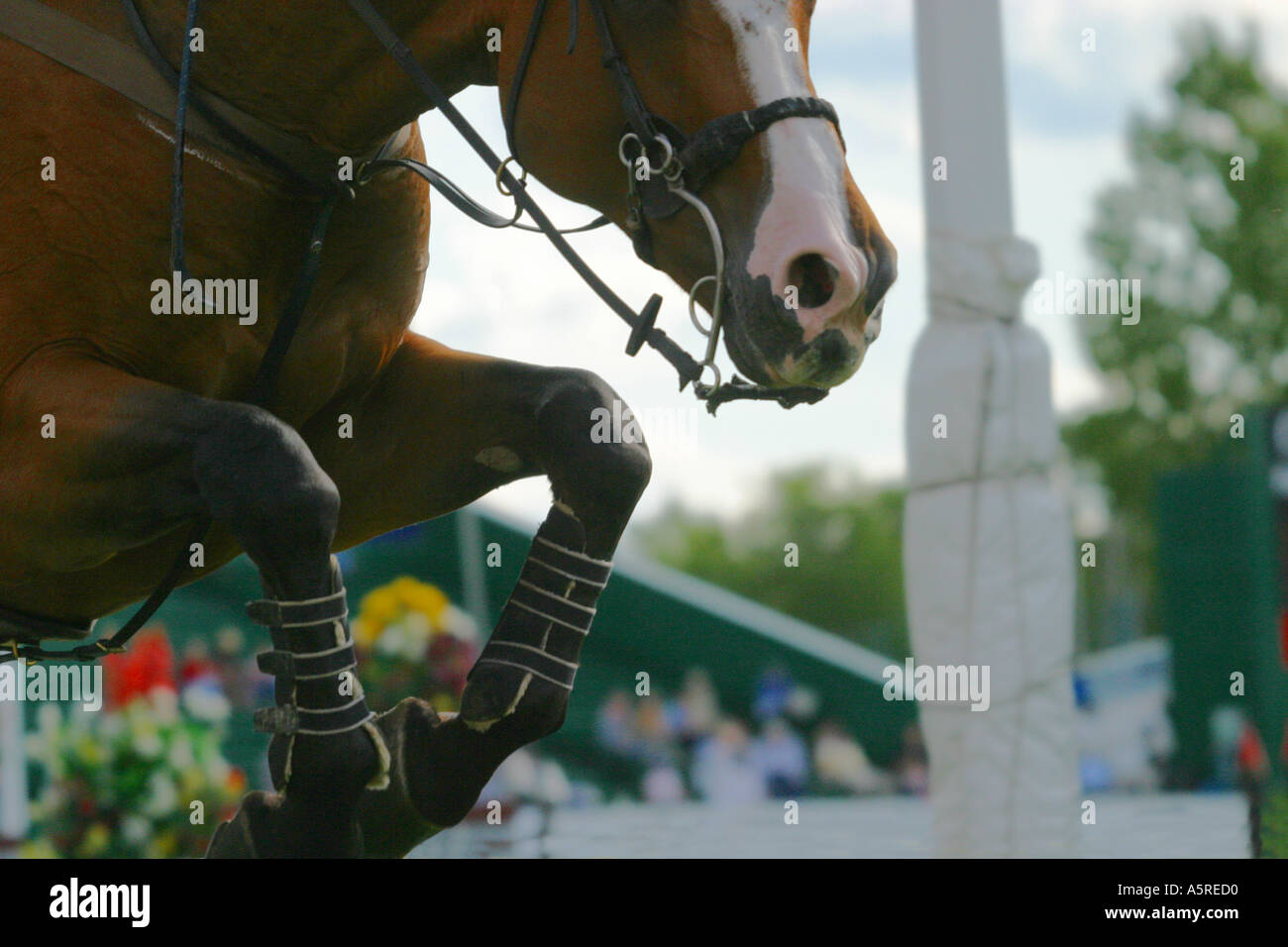 Horizontal Jumping competition at Spruce Meadows Calgary Alberta Canada ...