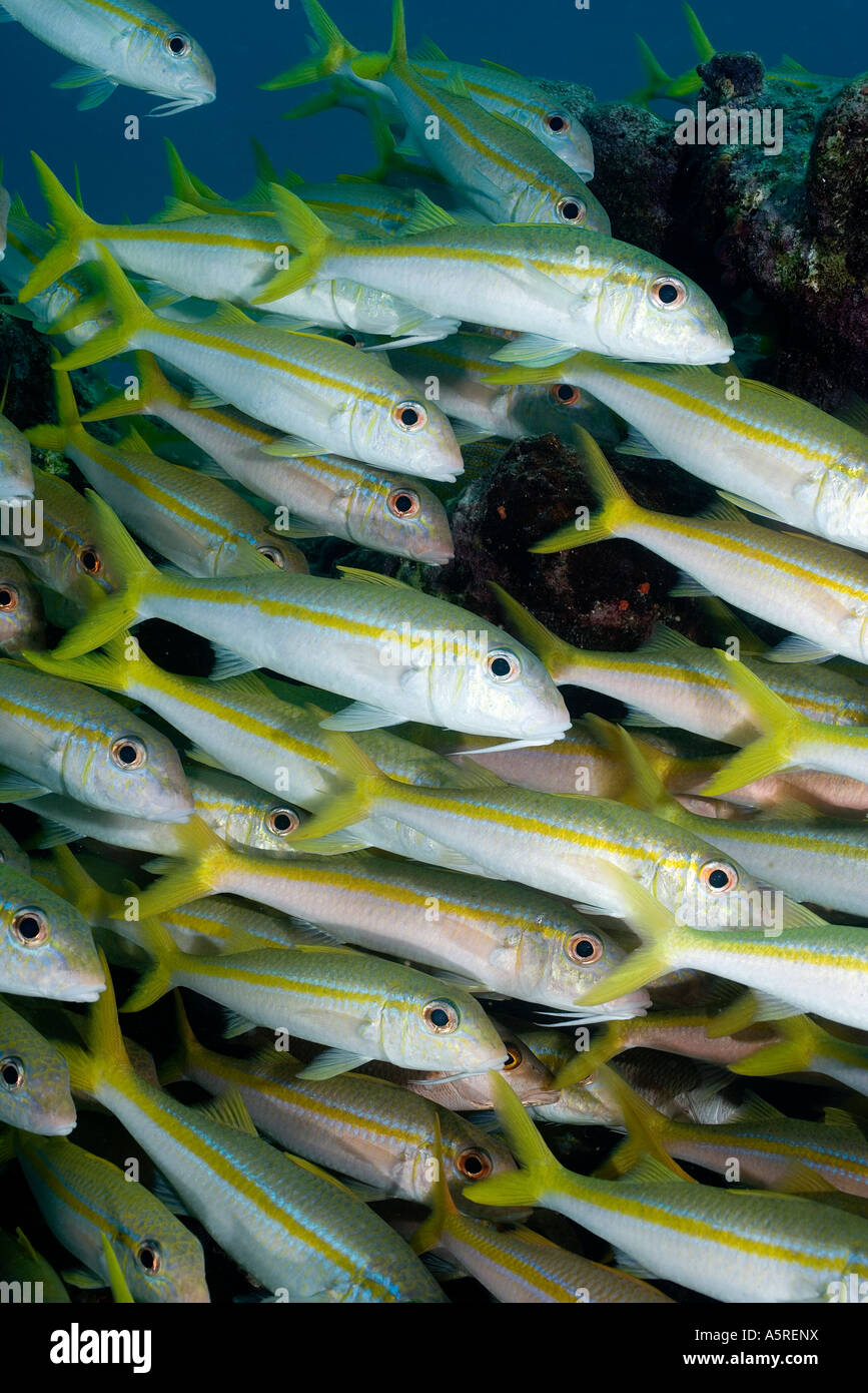 A TIGHTLY PACKED SCHOOL OF YELLOW GOATFISH MULLOIDES MARTINICUS KEY ...