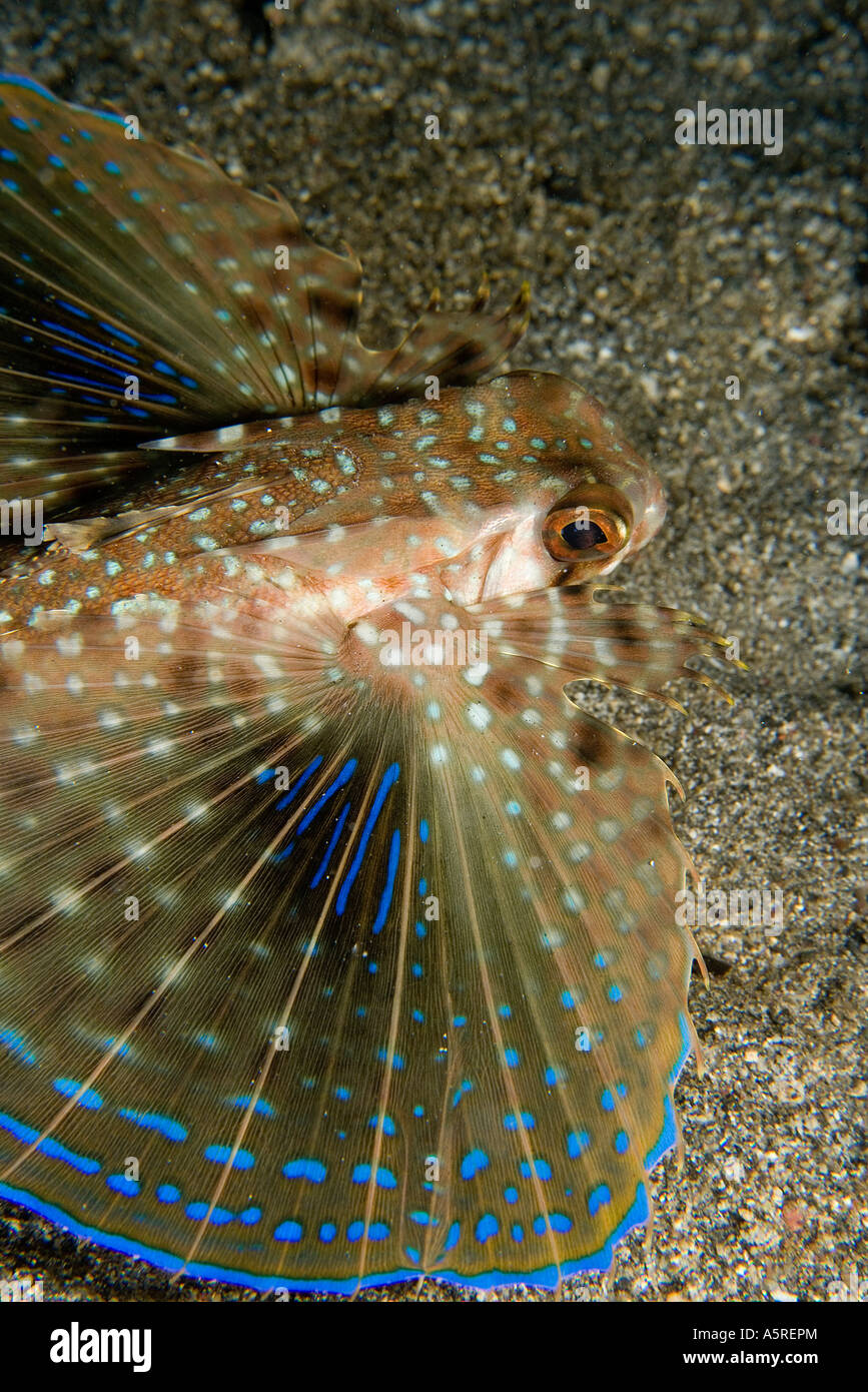 Dactylopterus hi-res stock photography and images - Alamy