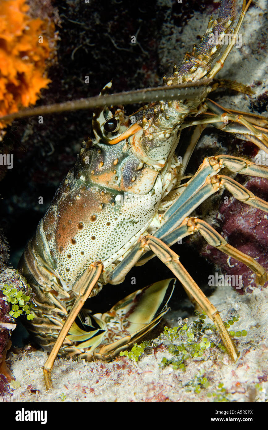 CLOSE UP OF A CARIBBEAN SPINY LOBSTER PANULIRUS ARGUS KEY LARGO FLORIDA ...