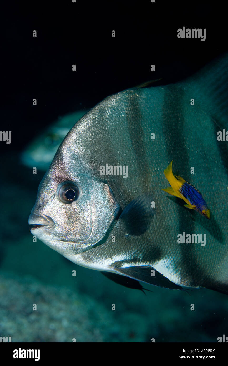 A COLORFUL SPOTFIN HOGFISH BODIANUS PULCHELLUS ENGAGED IN CLEANING ...