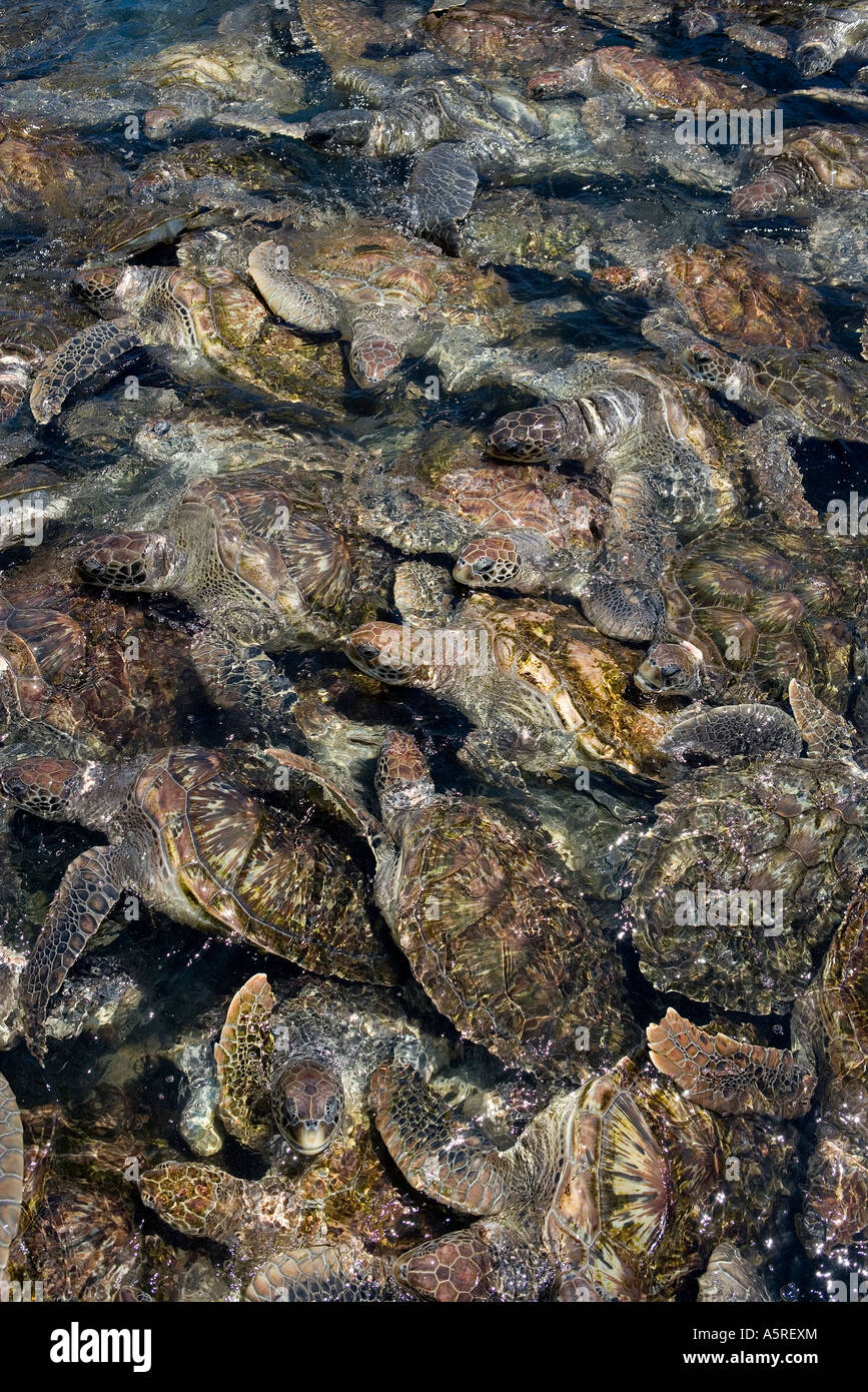 A CLUSTER OF JUVENILE GREEN SEA TURTLES SCRAMBLE OVER EACH OTHER AT THE ... A CLUSTER OF JUVENILE GREEN SEA TURTLES SCRAMBLE OVER EACH OTHER AT THE ...