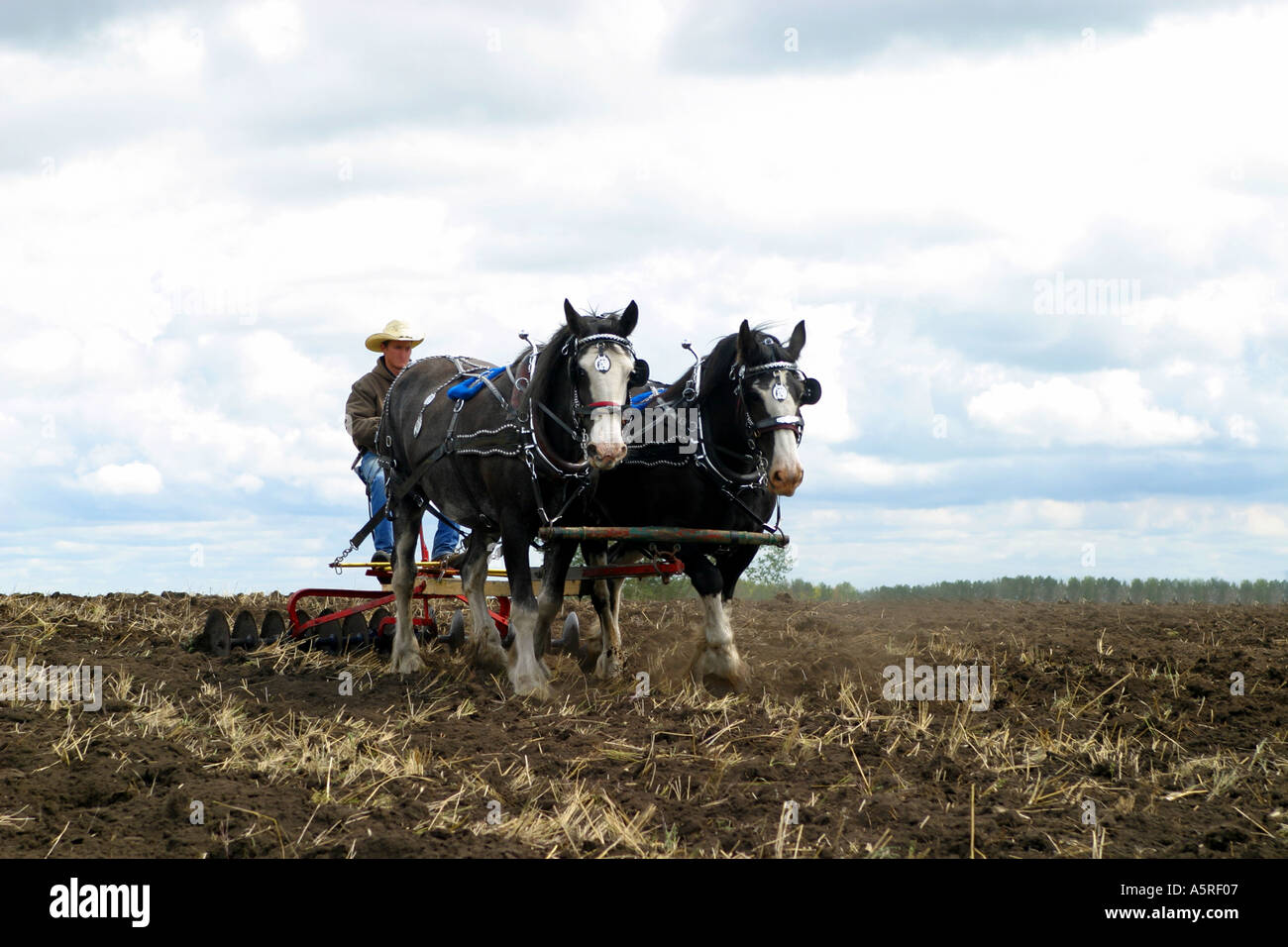 Horizontal Farming in times past Ploughing with a team of horses Stock ...