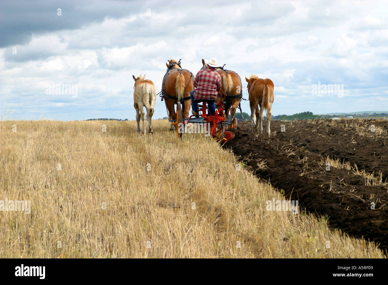 Horizontal Farming in times past. Ploughing with a team of horses ...
