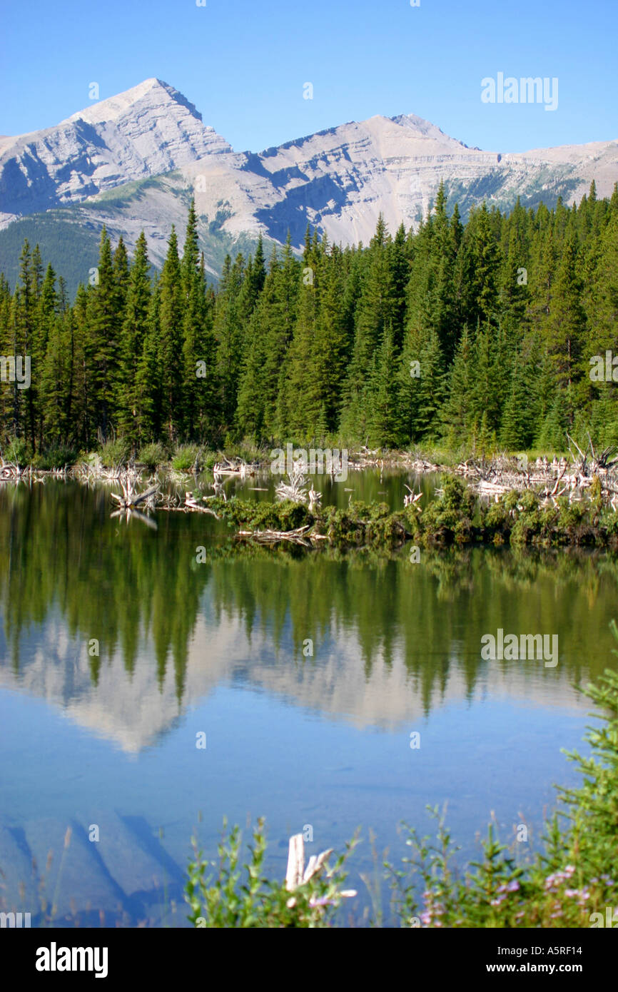 Vertical Reflections Stock Photo - Alamy