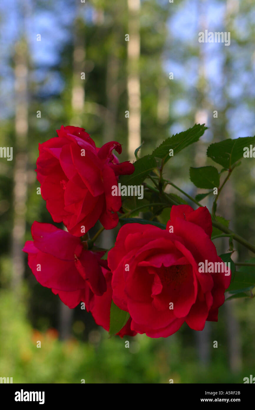 Vertical Rose Stock Photo - Alamy