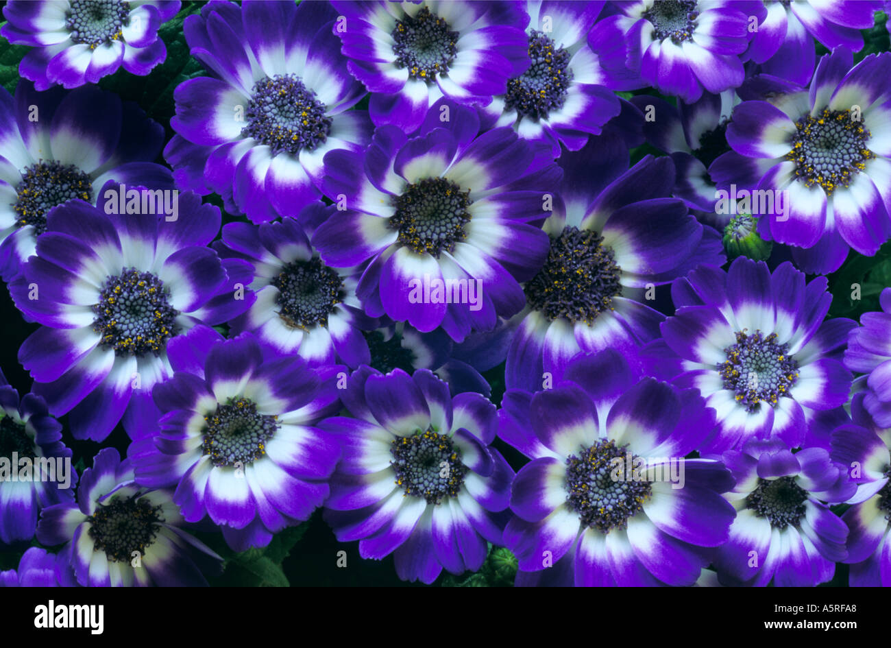 Senecio X Hybridus High Resolution Stock Photography and Images - Alamy