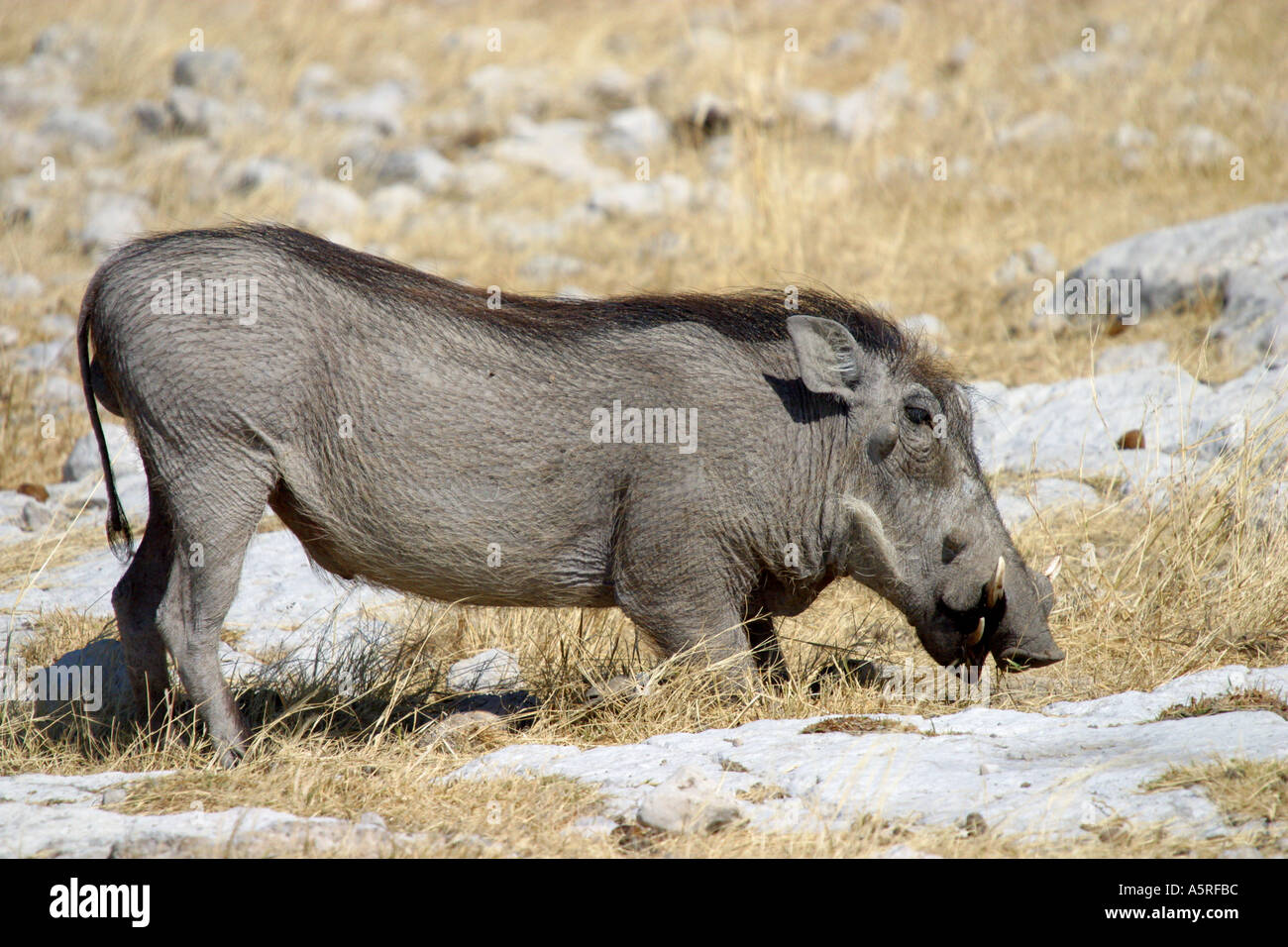 Warthog Etosha Park Namibia Africa Stock Photo - Alamy