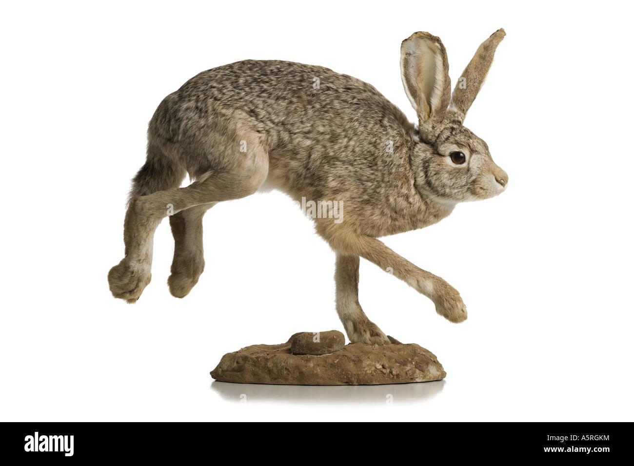 Profile of a rabbit Stock Photo - Alamy