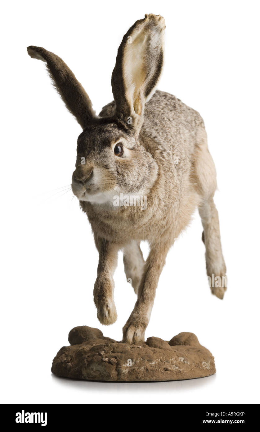 Dead rabbits Cut Out Stock Images & Pictures - Alamy