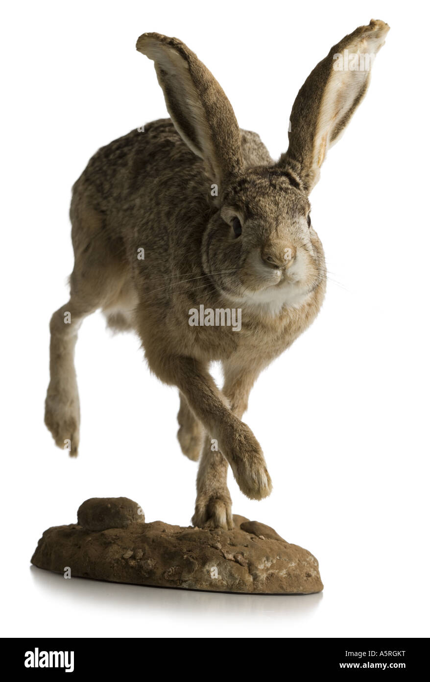 Dead wild rabbit Cut Out Stock Images & Pictures - Alamy