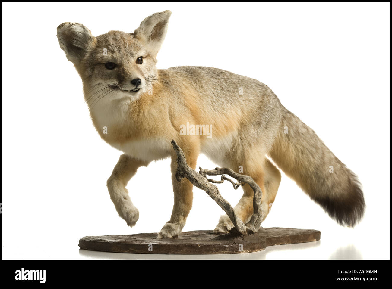 Close up of a fox Stock Photo - Alamy