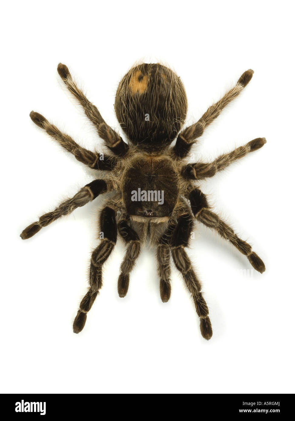 See a spider Cut Out Stock Images & Pictures - Alamy