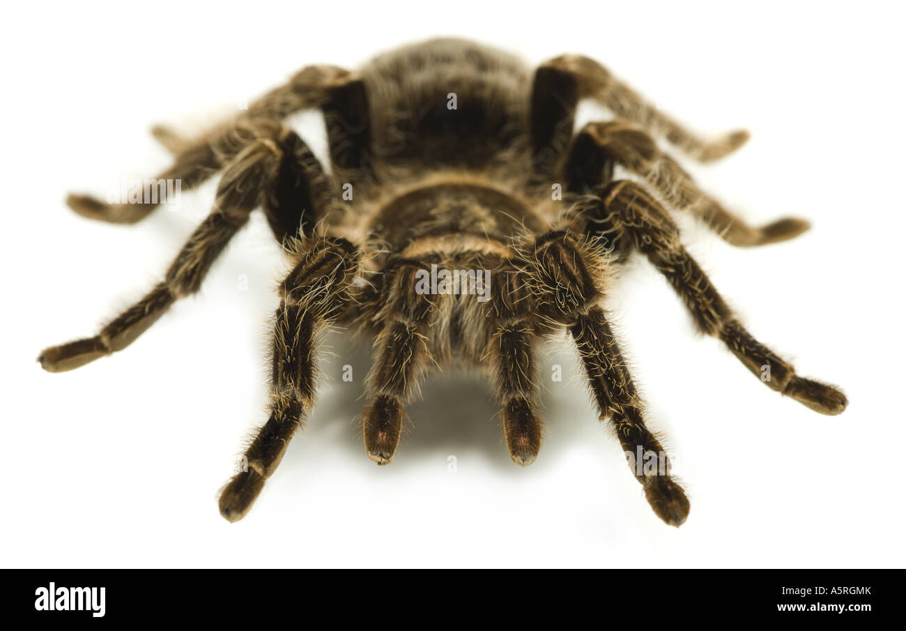 Close up of a spider Stock Photo - Alamy